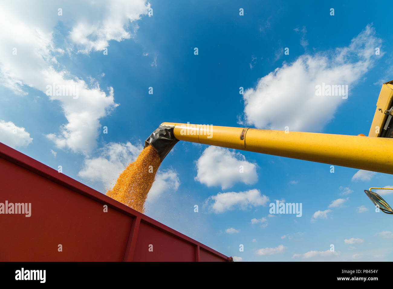 Pouring corn grain into tractor trailer after harvest Stock Photo - Alamy