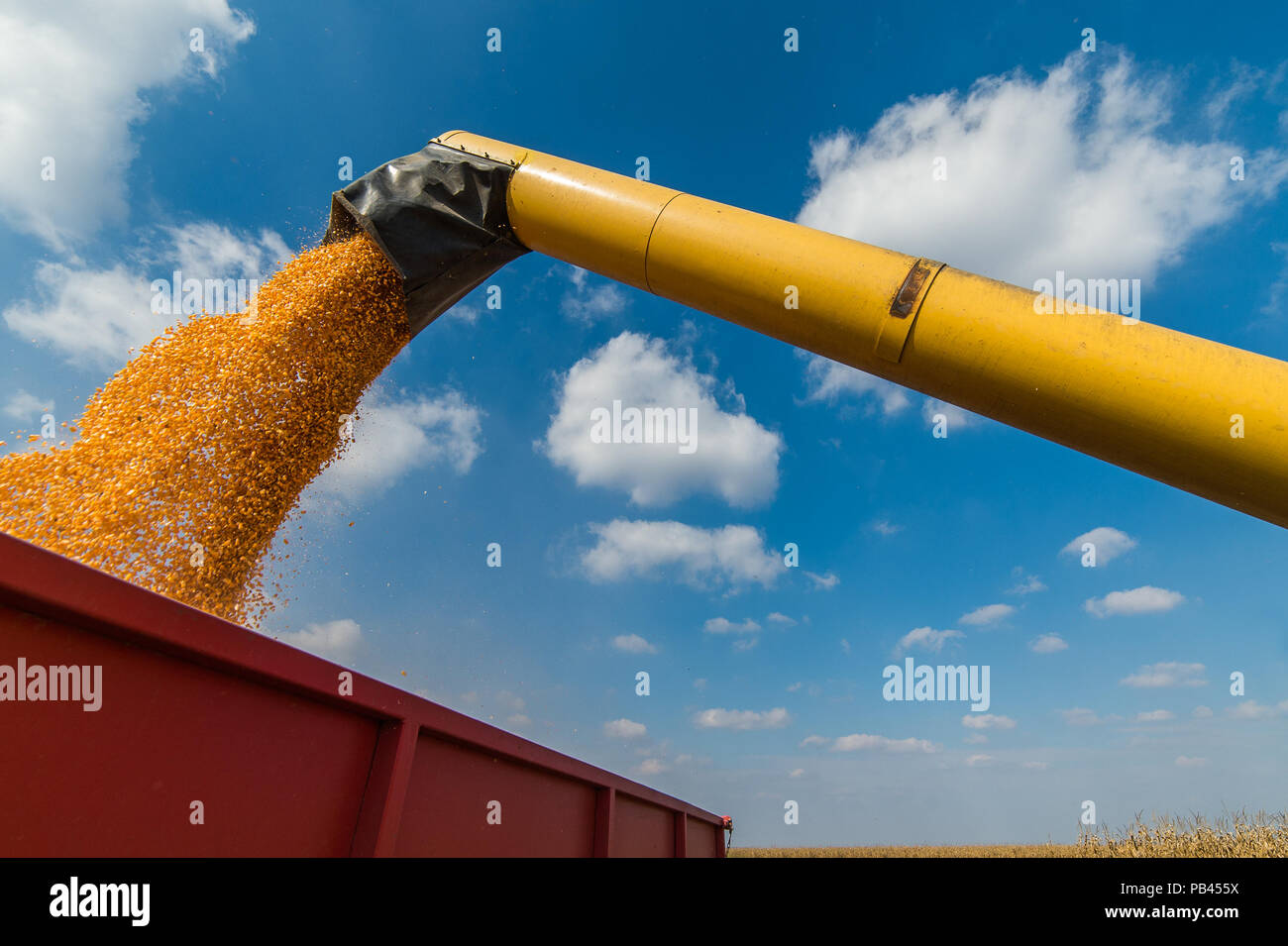Pouring corn grain into tractor trailer after harvest Stock Photo - Alamy