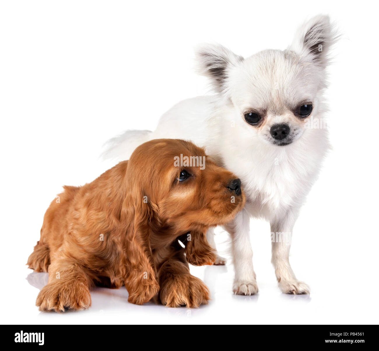 puppy cocker spaniel and chihuahua in front of white background Stock ...