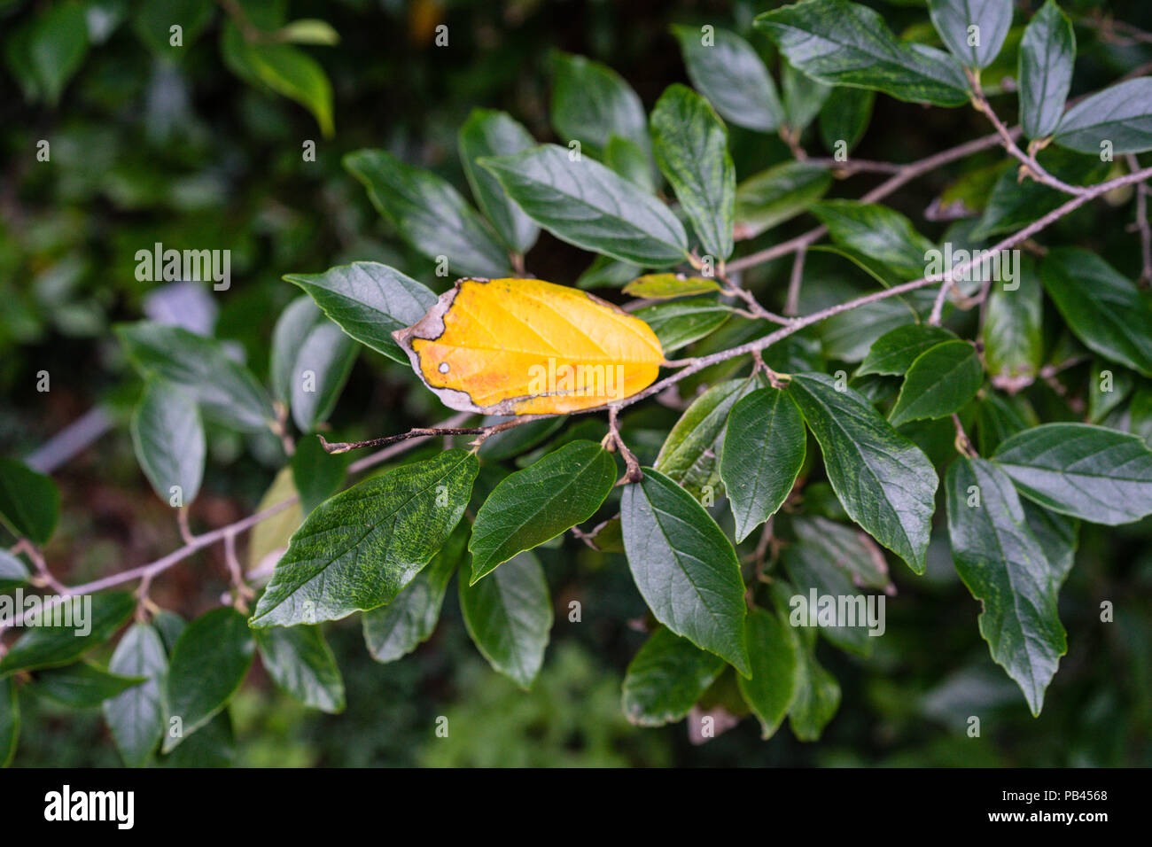 hamamelidaceae plant tree leaf leaves close up in garden dark leaf ...