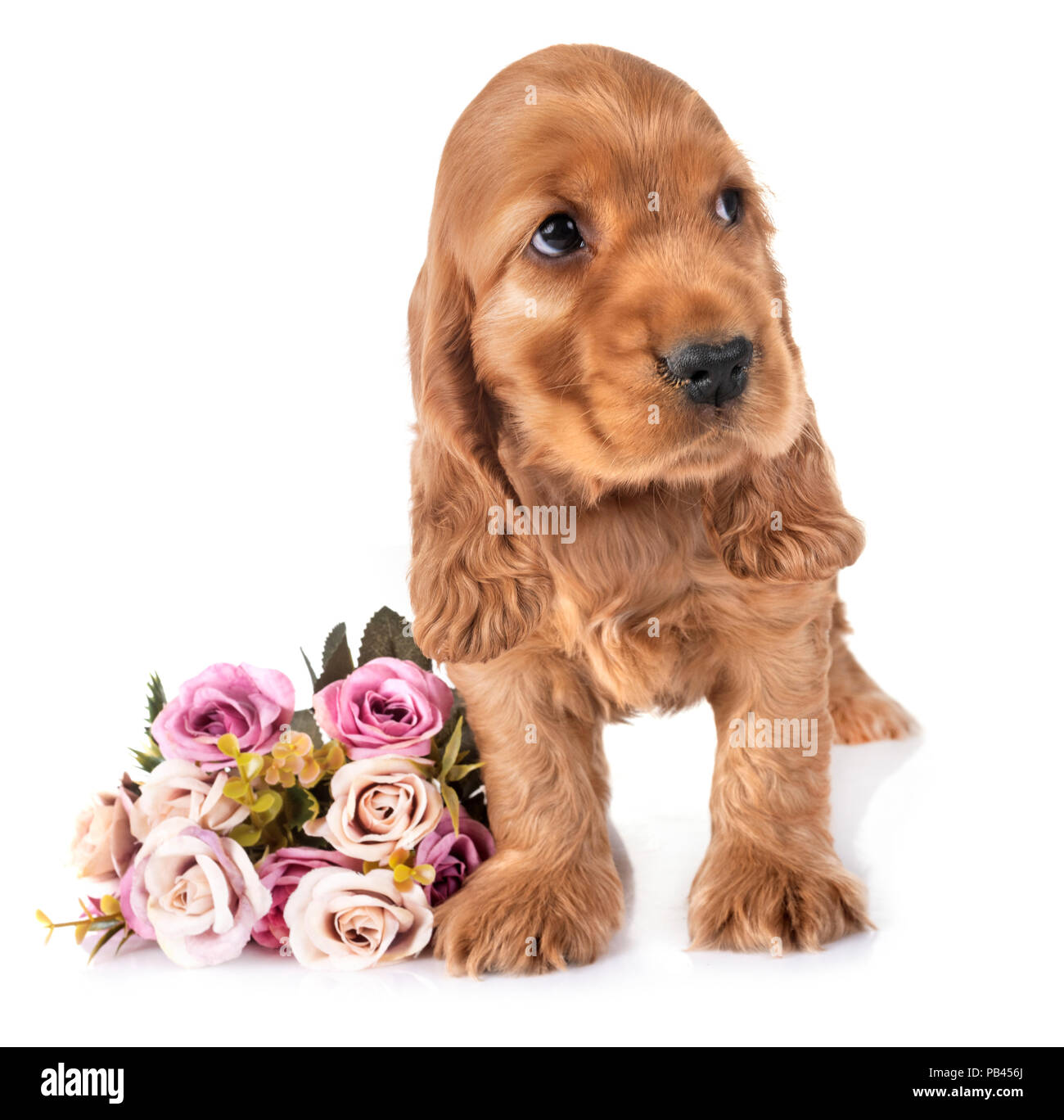 puppy cocker spaniel in front of white background Stock Photo - Alamy