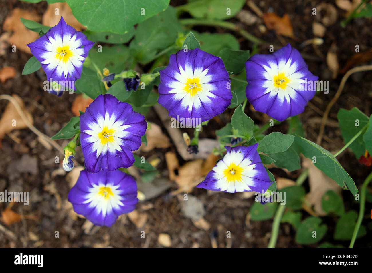 Blue ensign convulvulus hi-res stock photography and images - Alamy