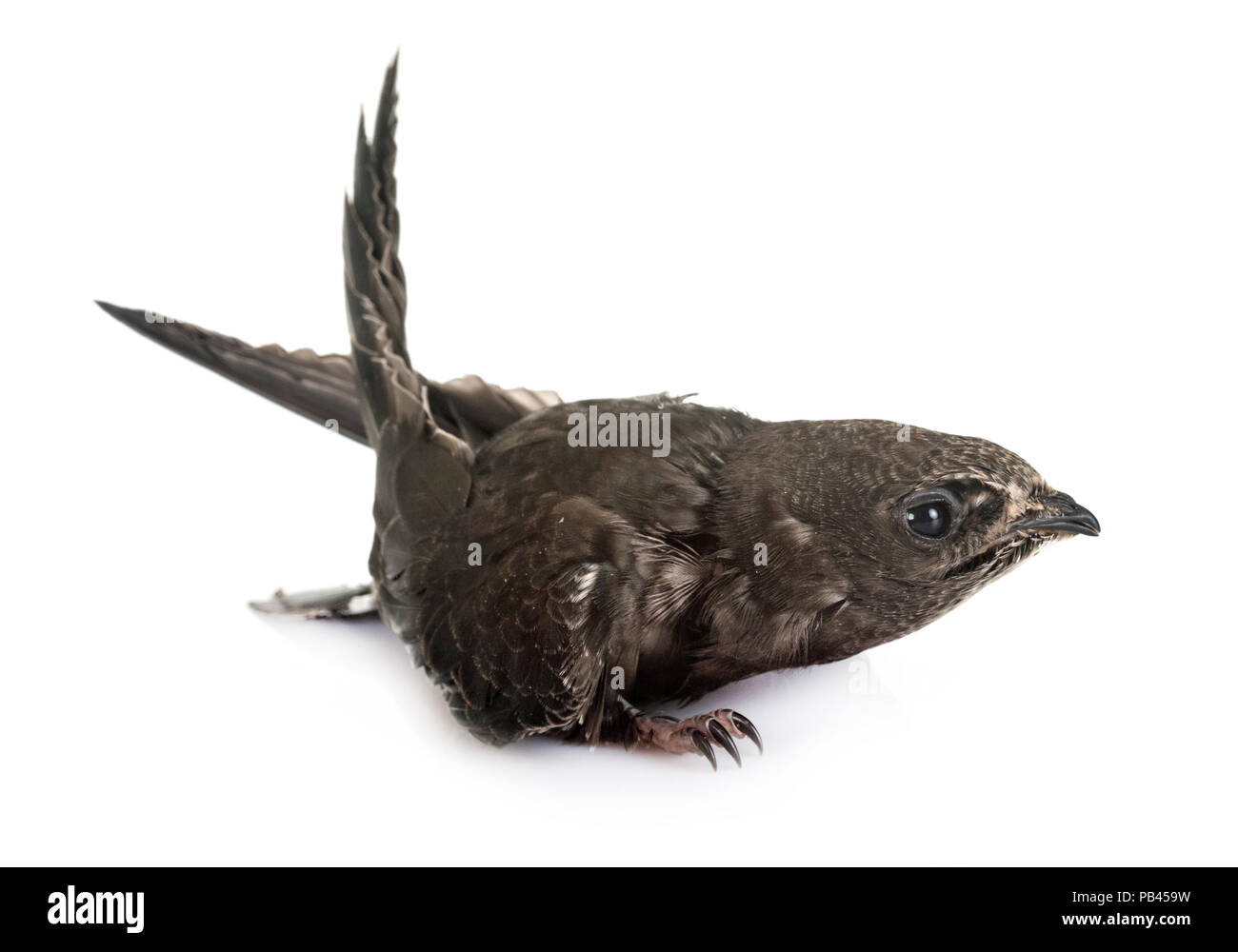 Common swift in front of white background Stock Photo - Alamy