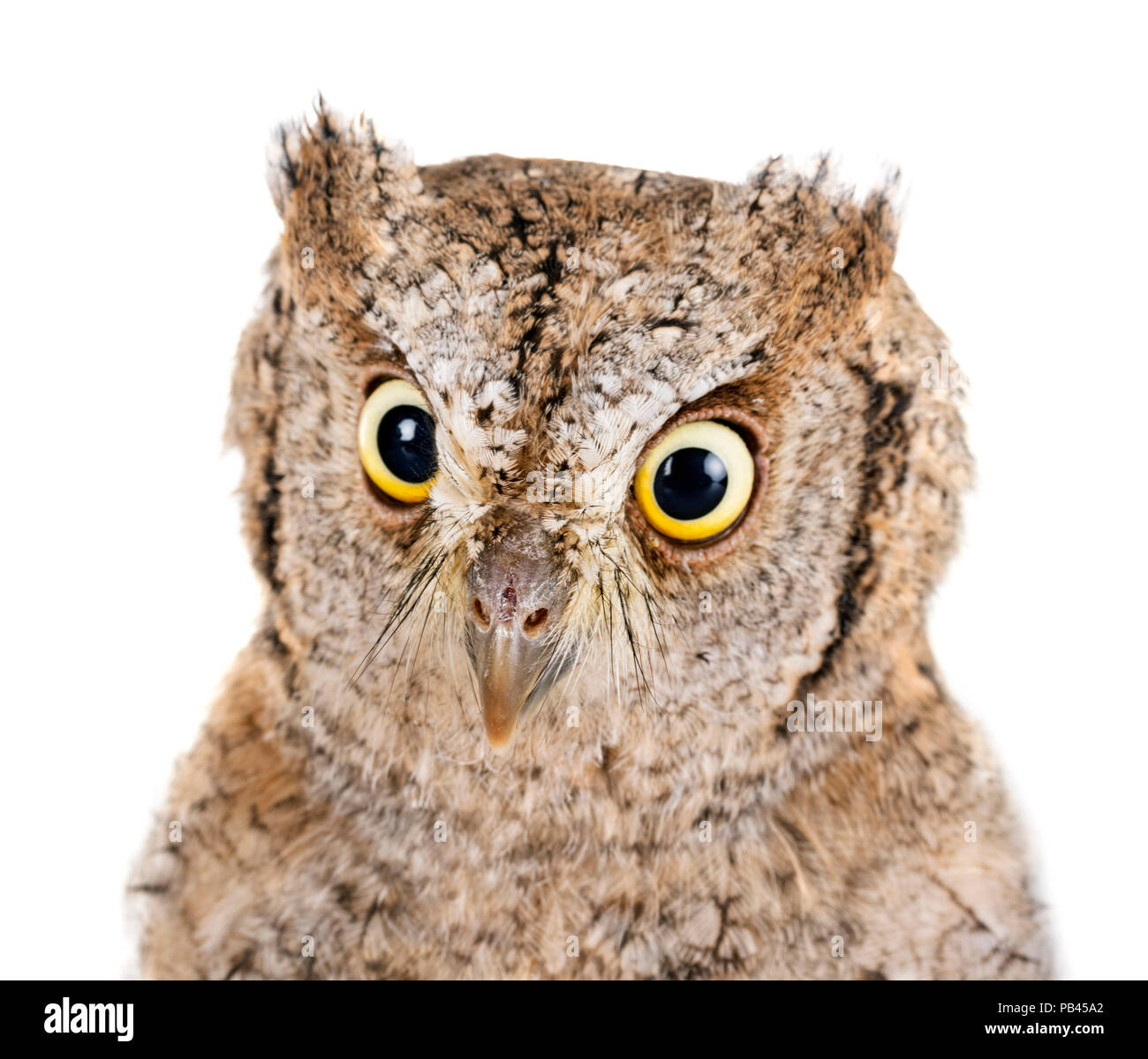 Eurasian scops owl in front of white background Stock Photo - Alamy