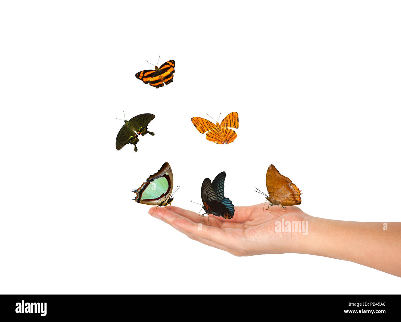 Hand and butterfly on a isolated white background Stock Photo - Alamy
