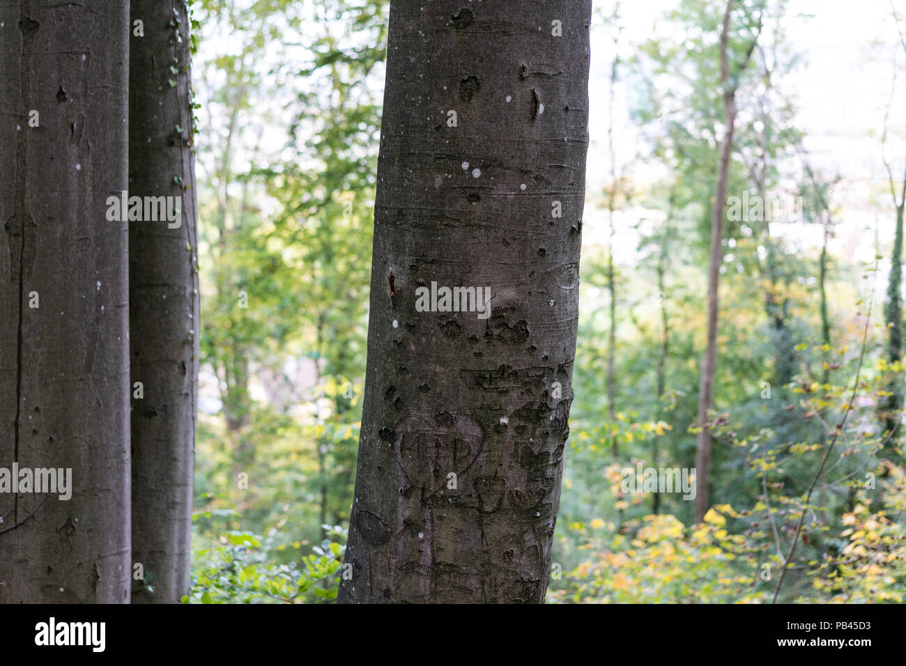 tree trunk in forest close up view with nature in autumn daylight Stock ...
