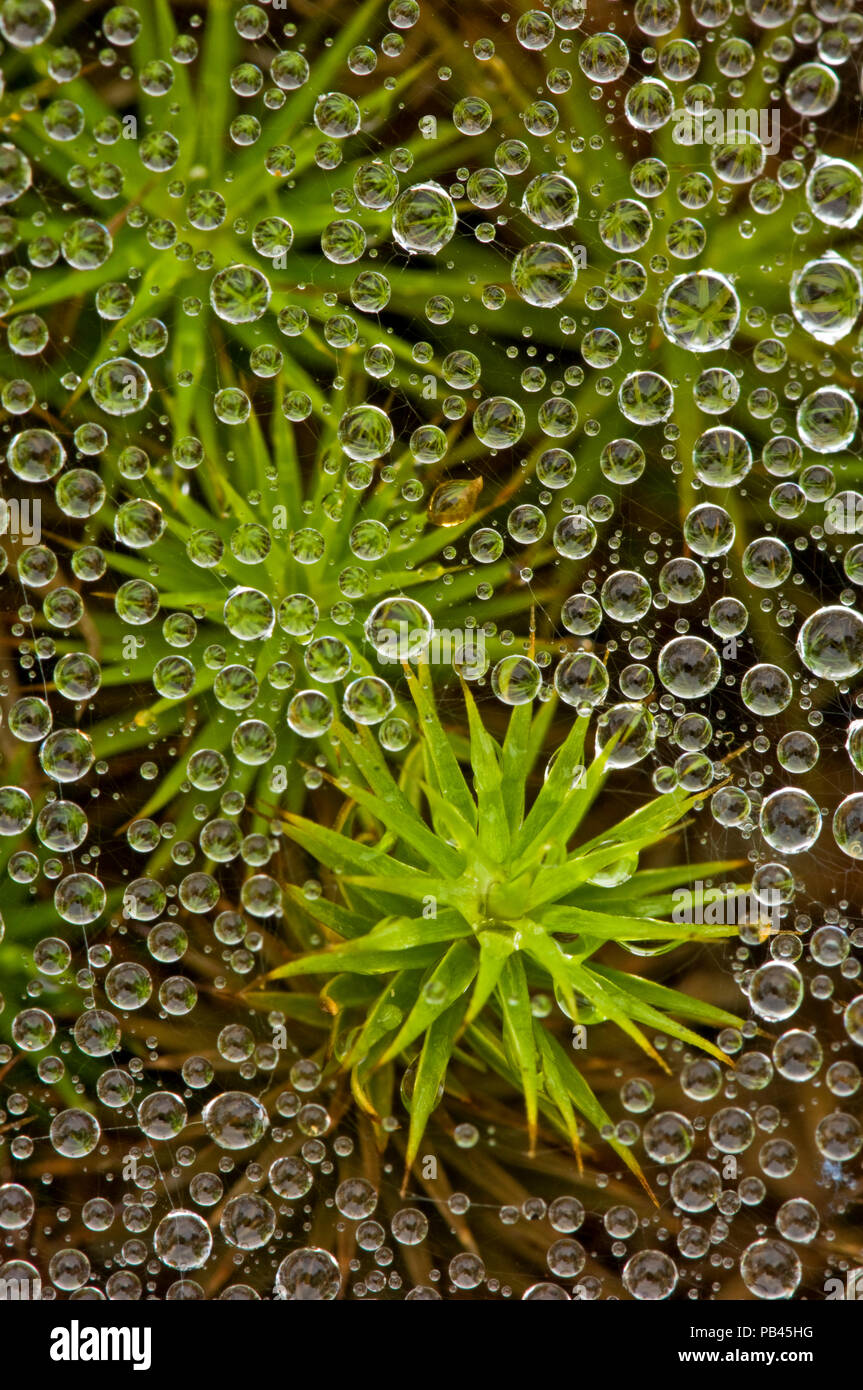 Raindrops on grass spider web with haircap moss, Greater Sudbury ...