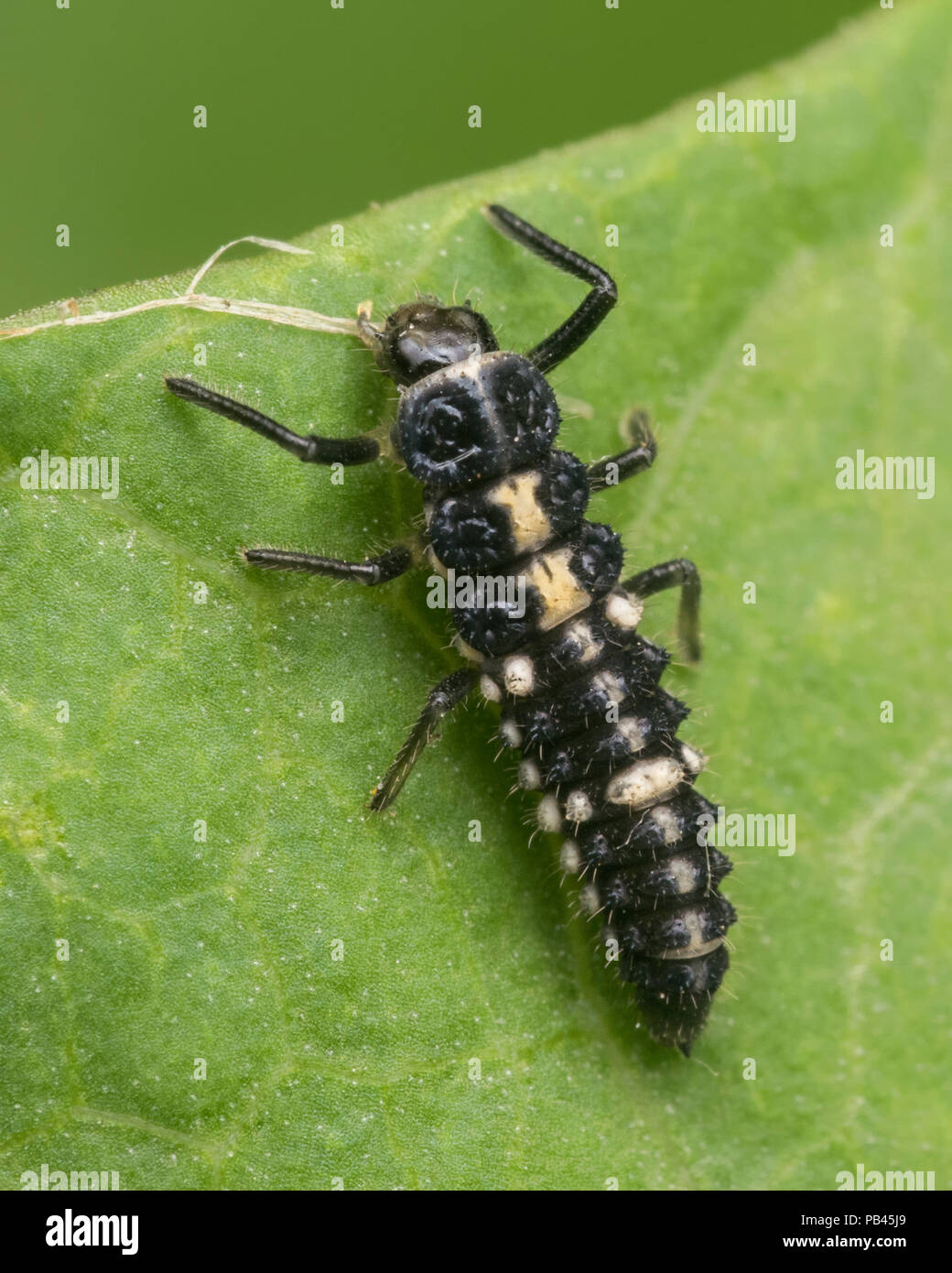 14 spot ladybird larva hi-res stock photography and images - Alamy