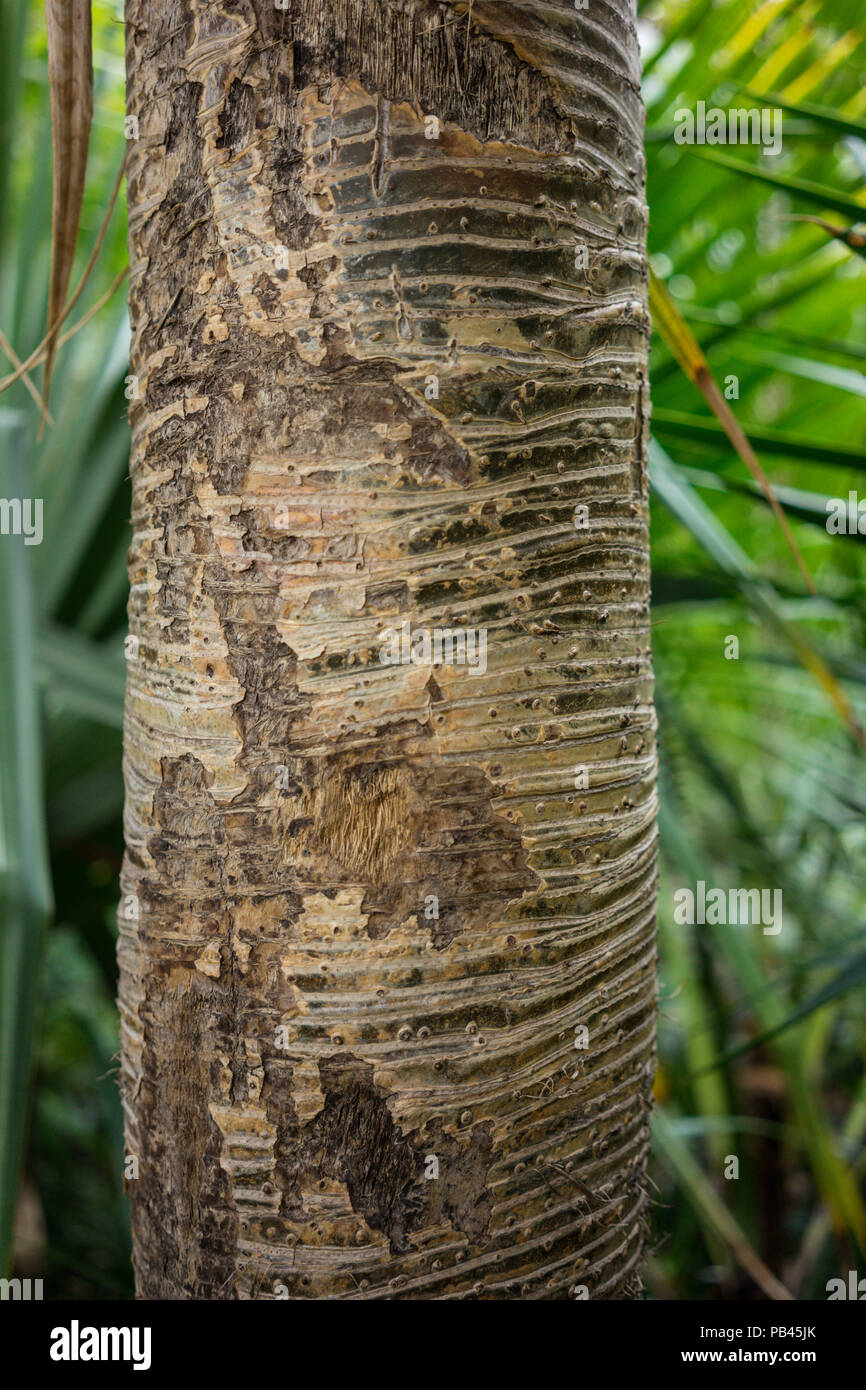 tree trunk of pandanus utilis from madagascar Stock Photo - Alamy