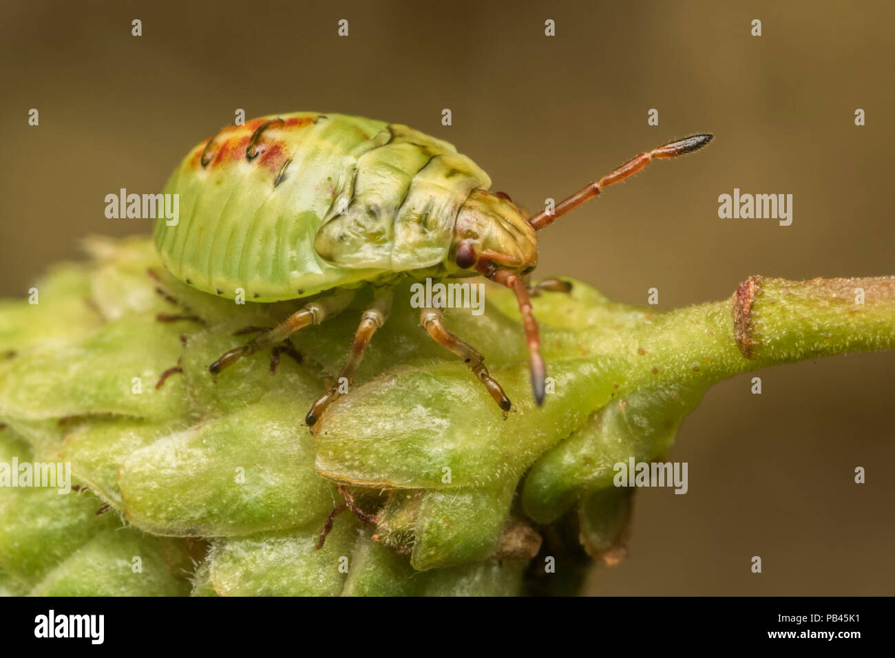 Birch Shieldbug third instar nymph (Elasmostethus interstinctus) on ...