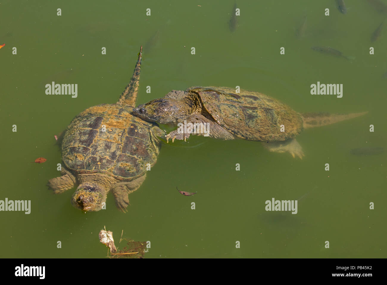 snapping turtles, Chelydra serpentina, male attempting to mate with ...