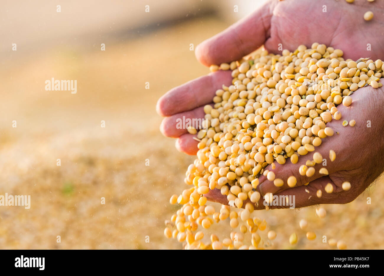 Ripe soya bean seed in hands of farmer Stock Photo - Alamy
