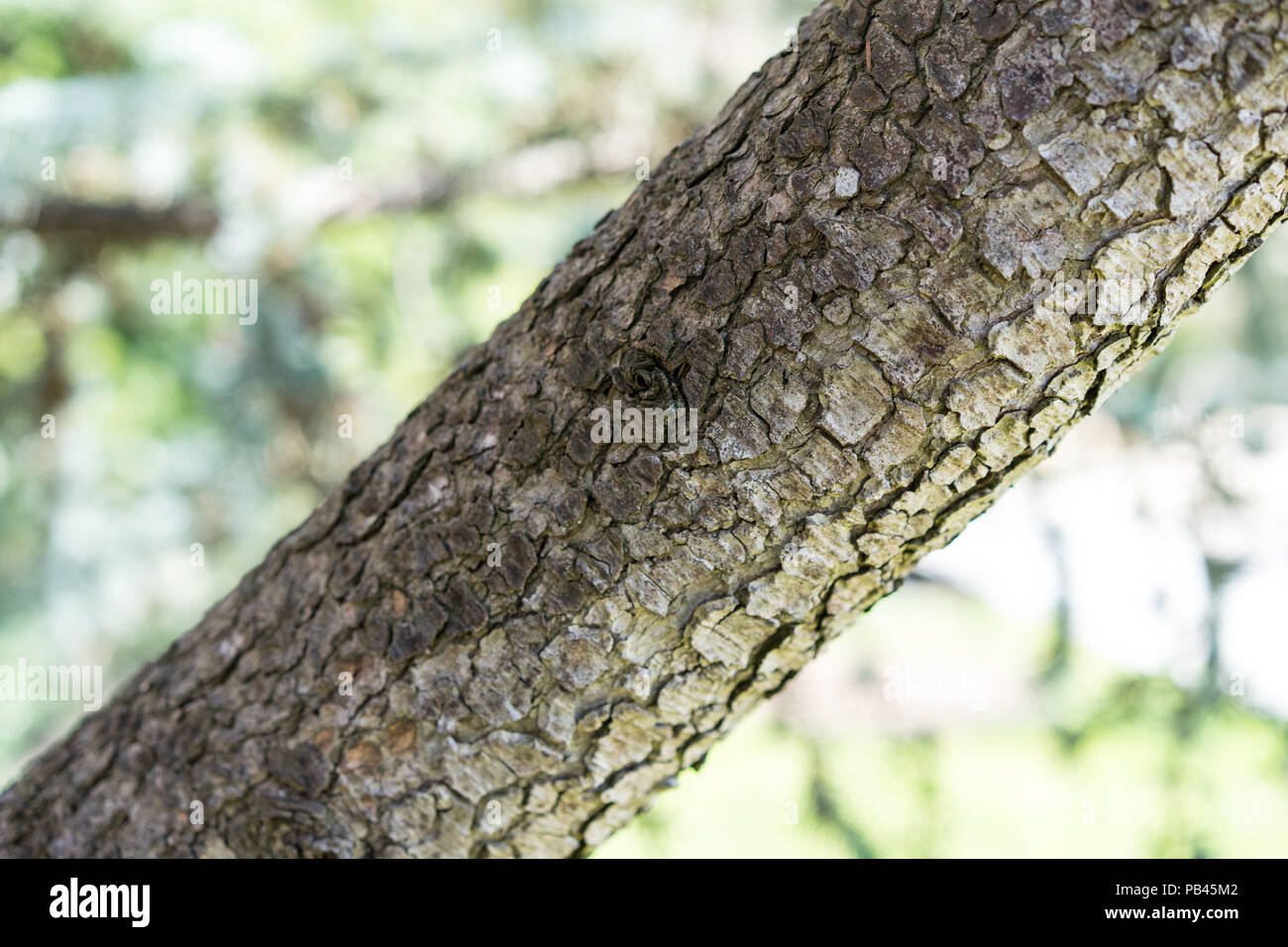 tree trunk of cedrus atlantica evergreen from atlas mountain Stock ...