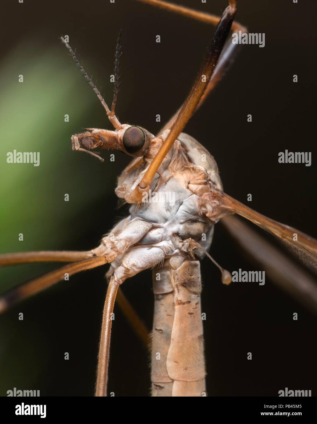 Daddy long legs close up hi-res stock photography and images - Alamy