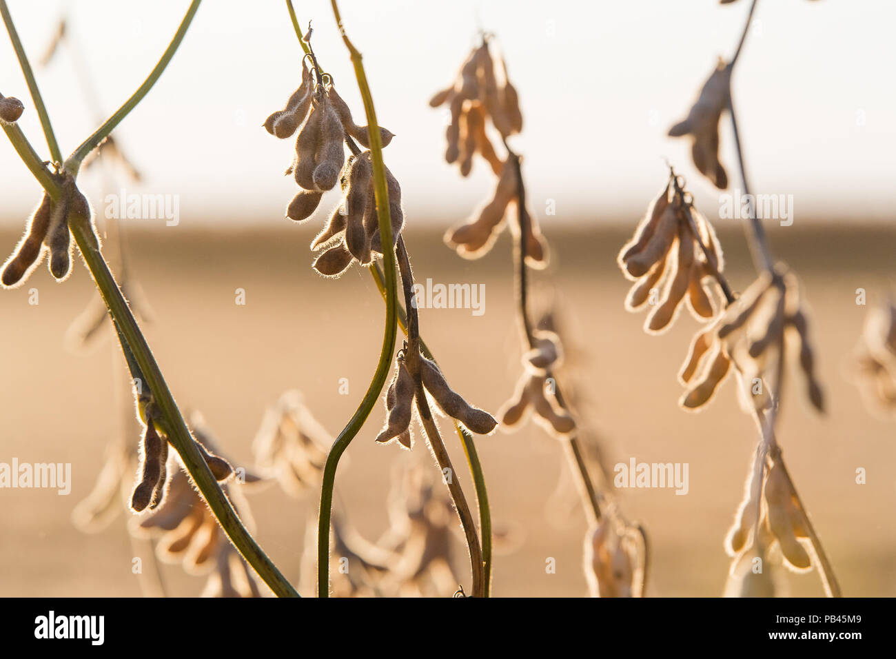 Ripe soybean pods close hi-res stock photography and images - Alamy
