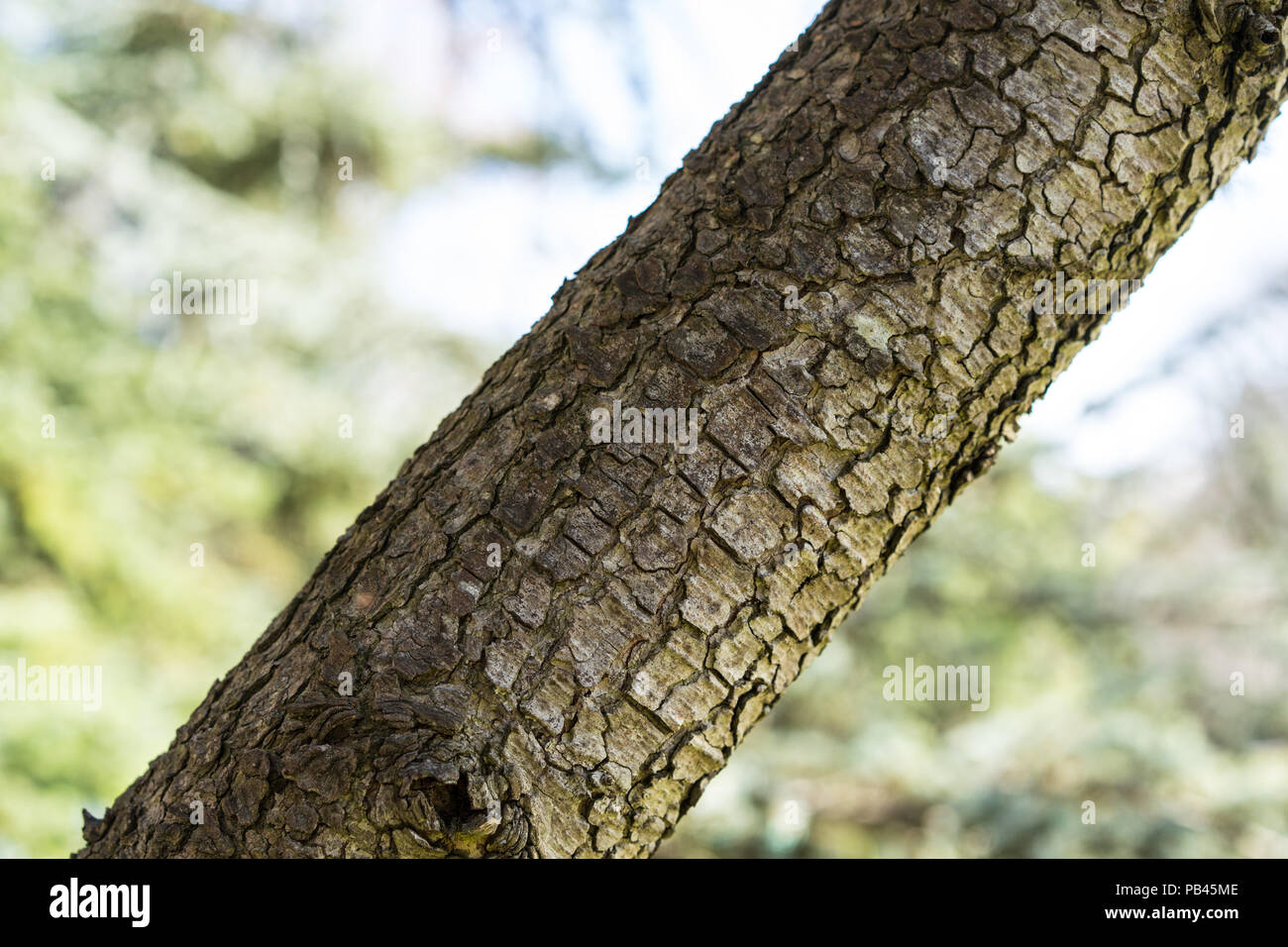 tree trunk of cedrus atlantica evergreen from atlas mountain Stock ...