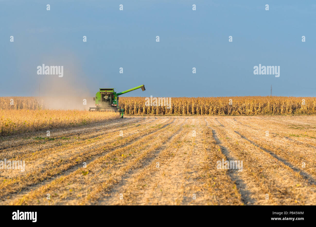 Harvesting of soybean field with combine Stock Photo - Alamy