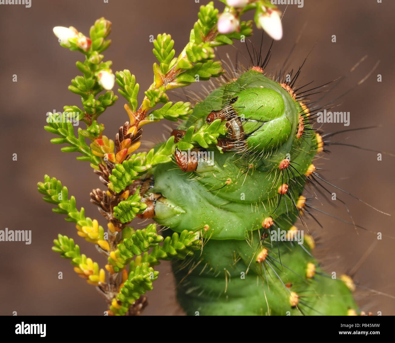 Emperor moth caterpillar final instar hi-res stock photography and ...