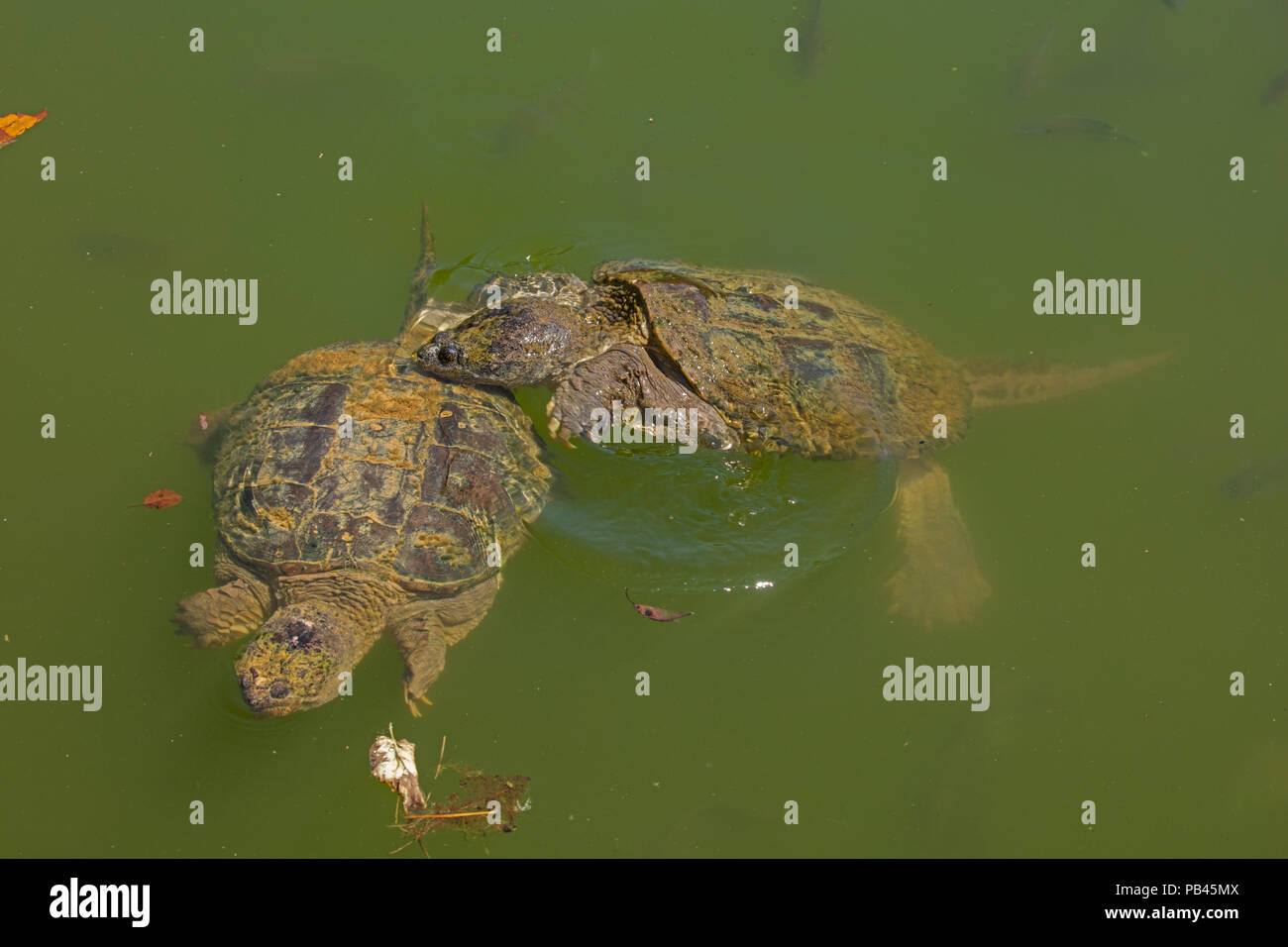 snapping turtles, Chelydra serpentina, male attempting to mate with ...