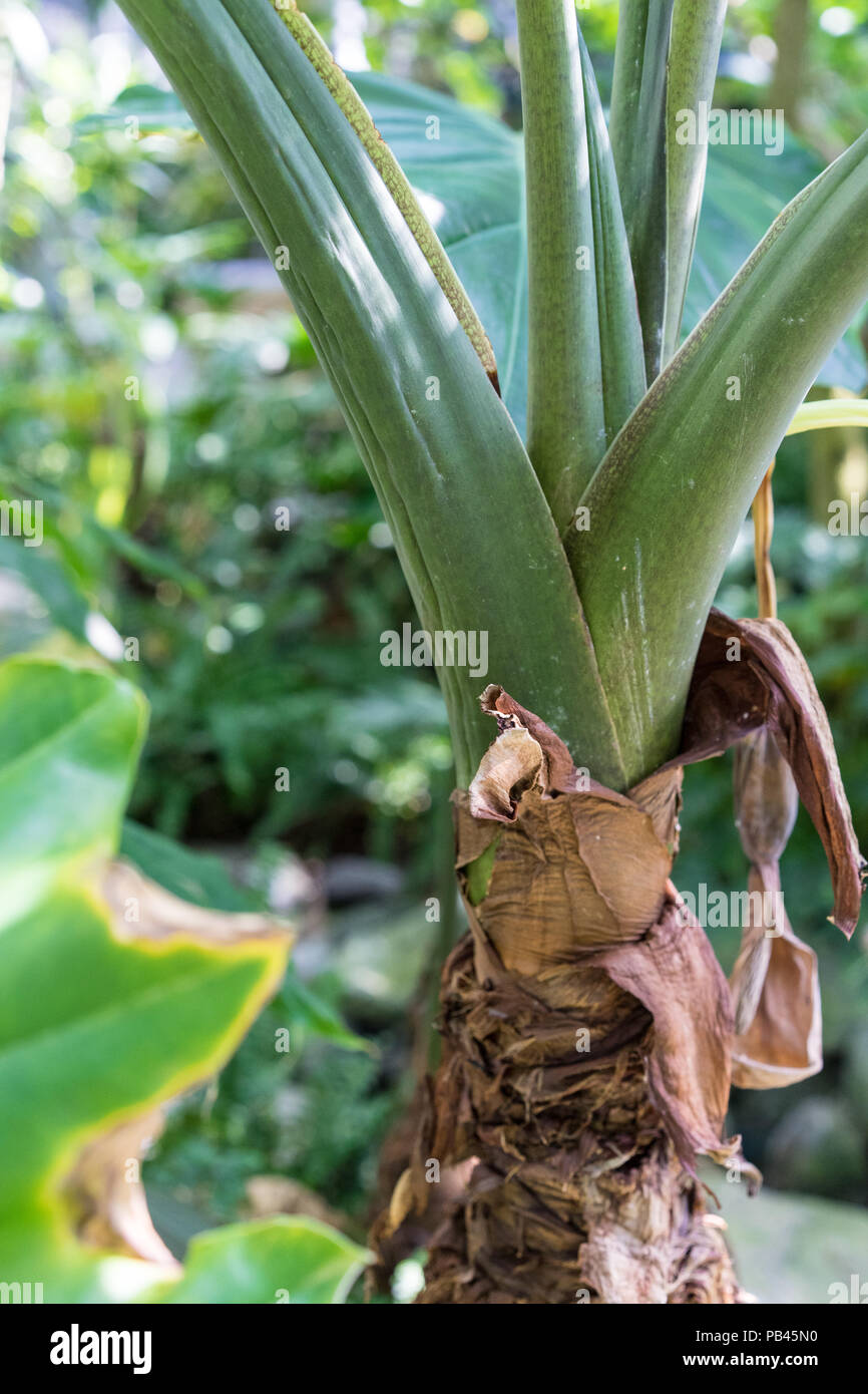 giant taro plant, alocasia macrorrhiza araceae from asia Stock Photo ...