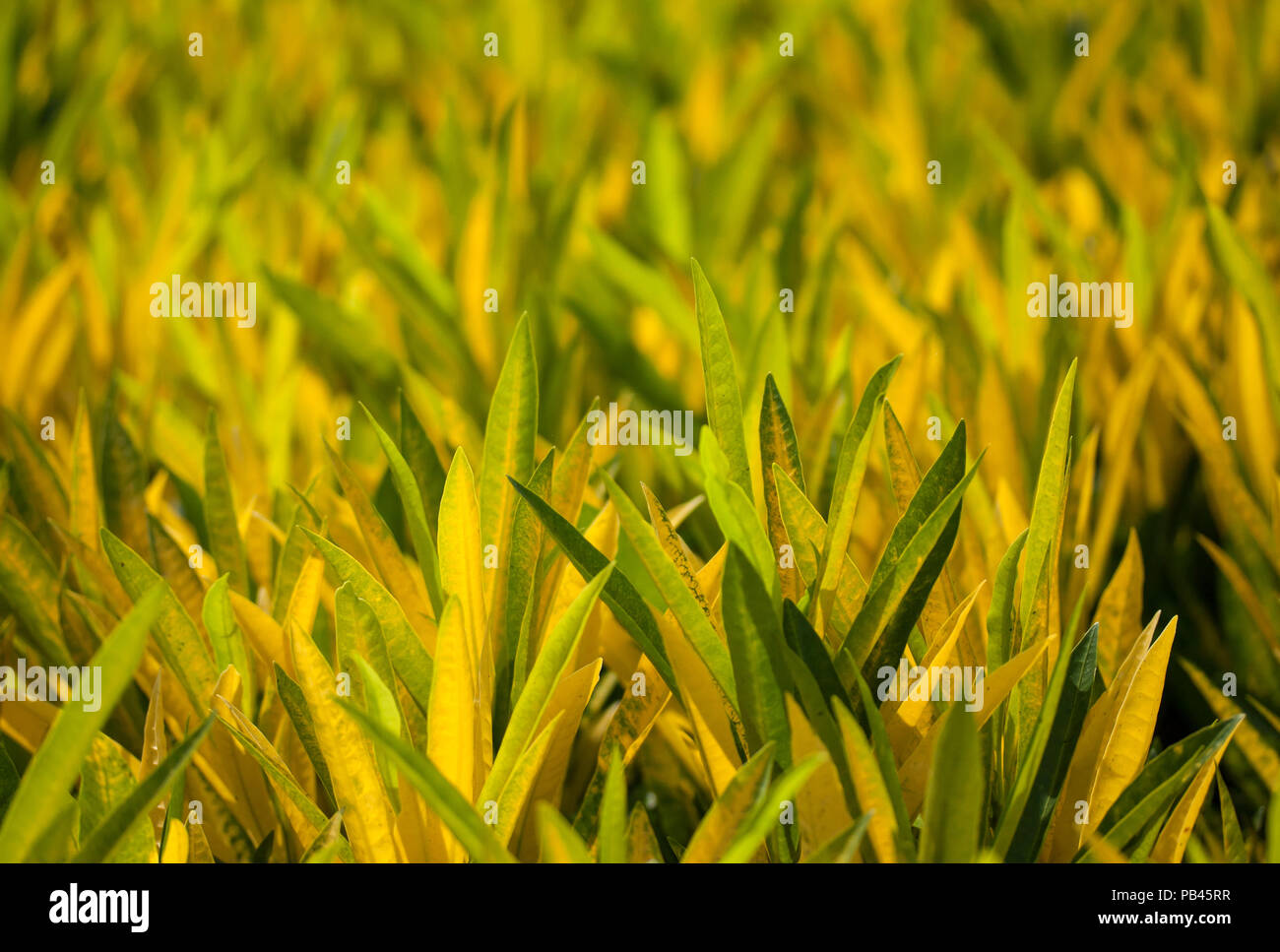 yellow croton plant Stock Photo - Alamy