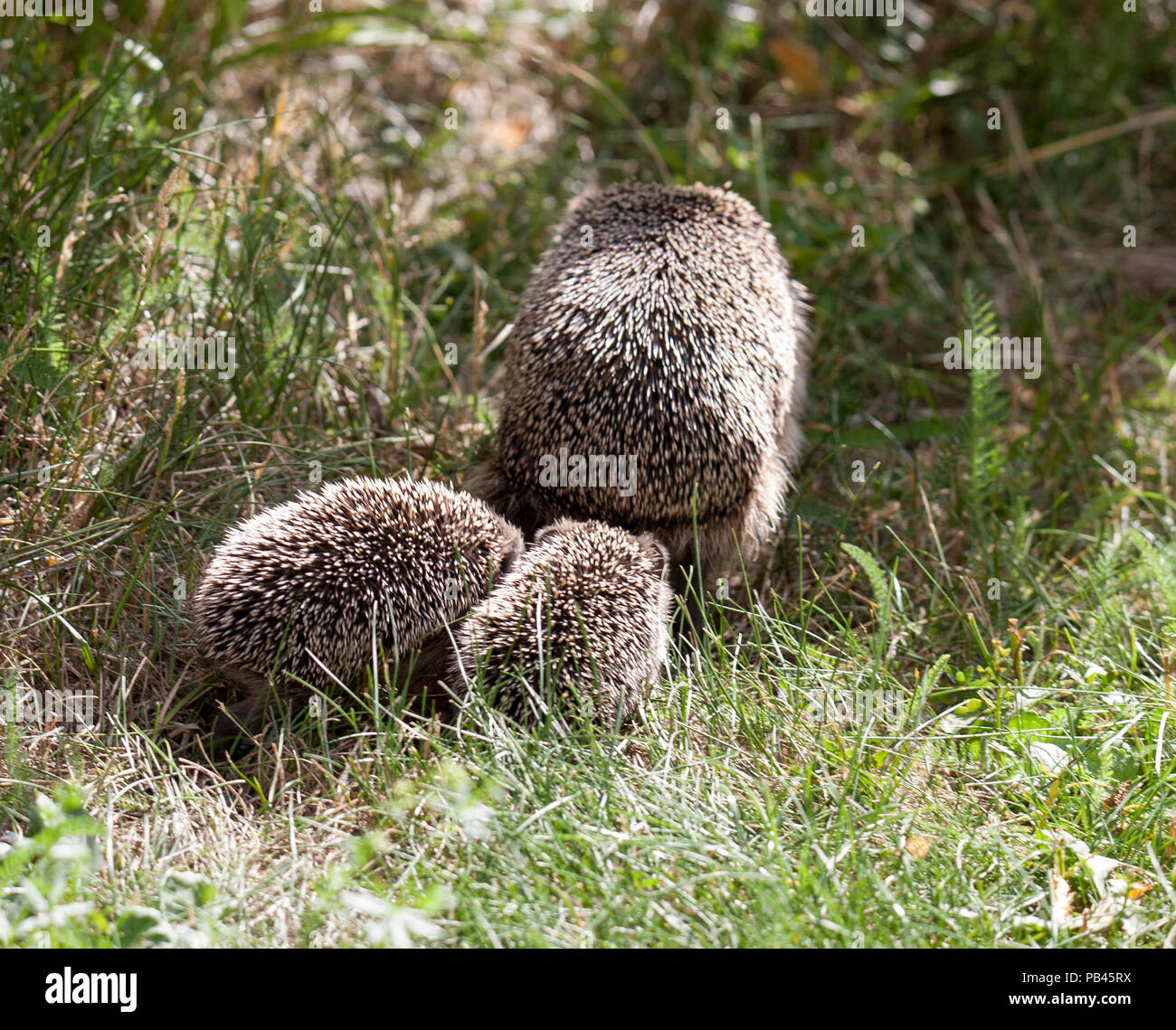 EUROPEAN HEDGEHOG female with two babies 2018 Stock Photo - Alamy