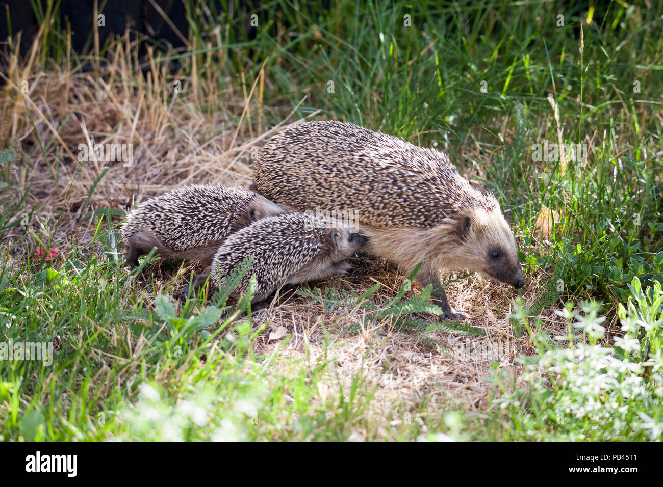 EUROPEAN HEDGEHOG female with two babies 2018 Stock Photo - Alamy