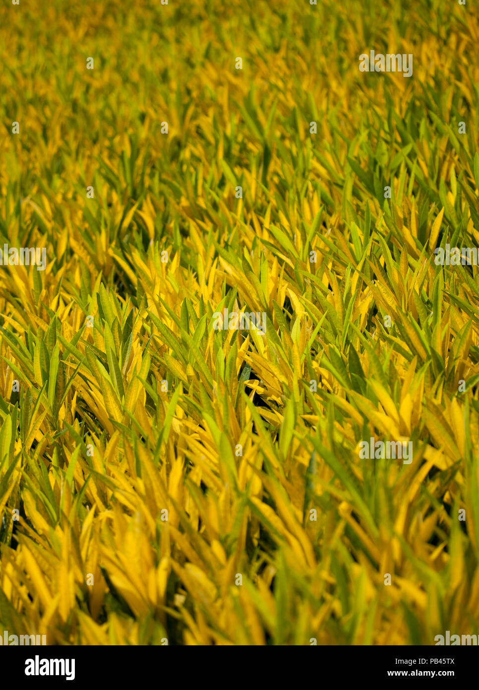 yellow croton plant Stock Photo - Alamy