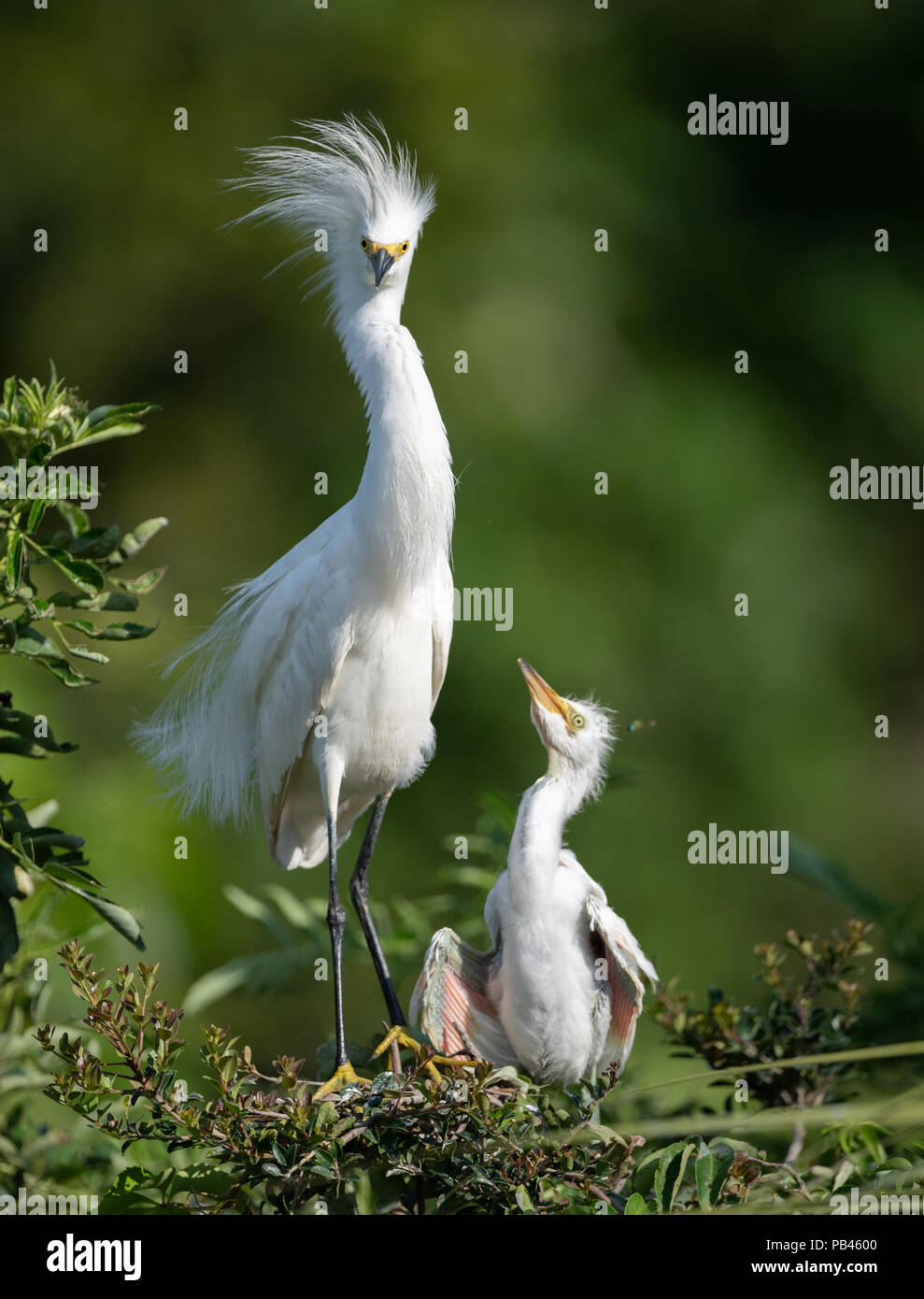Young heron egret night hi-res stock photography and images - Alamy