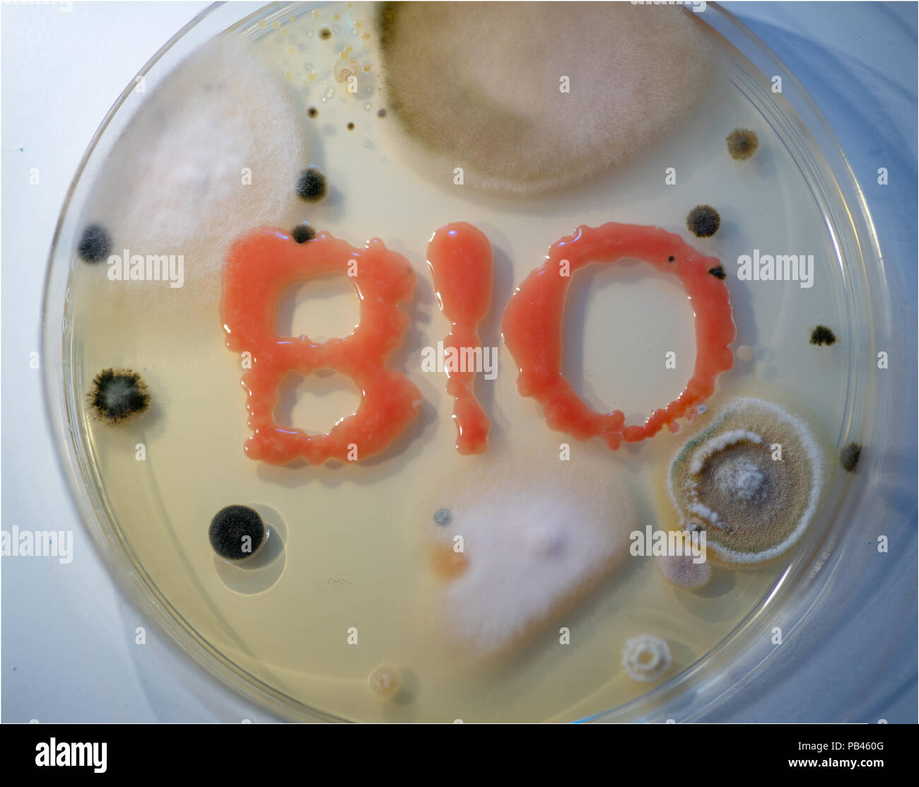 ext BIO in petri dish with colonies of bacteria and fungi Stock Photo ...