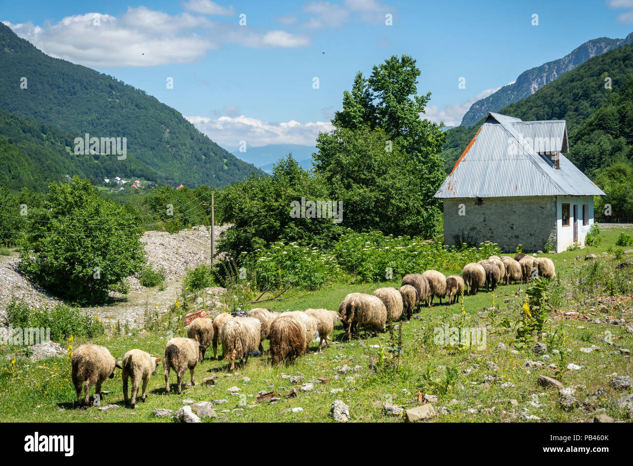 Sheep grazing in Vermosh, the most northerly village in Albania, just ...