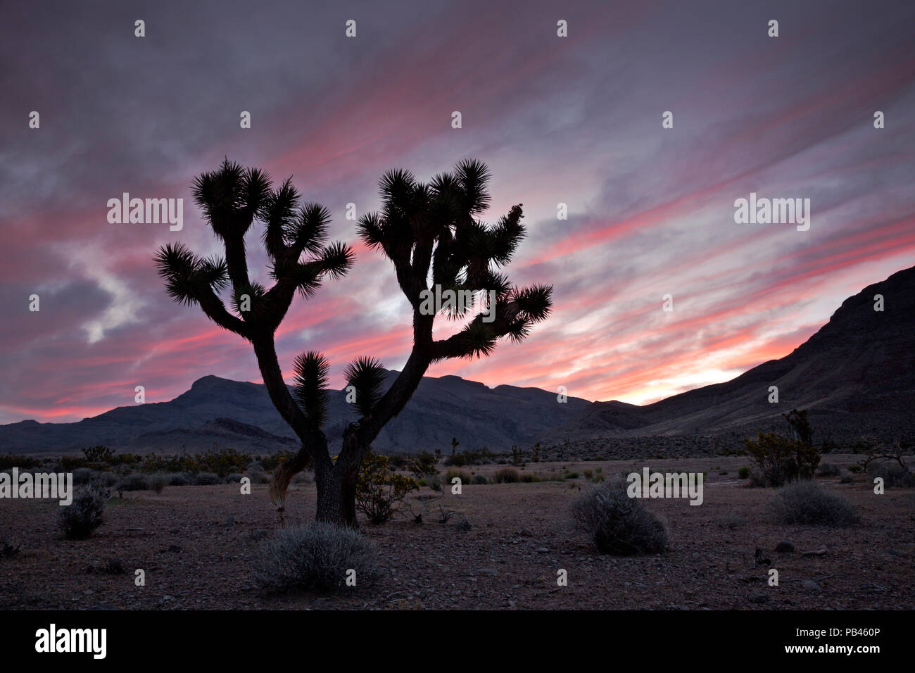 UT00469-00...UTAH - Dawn in an open forest of Joshua trees in the ...