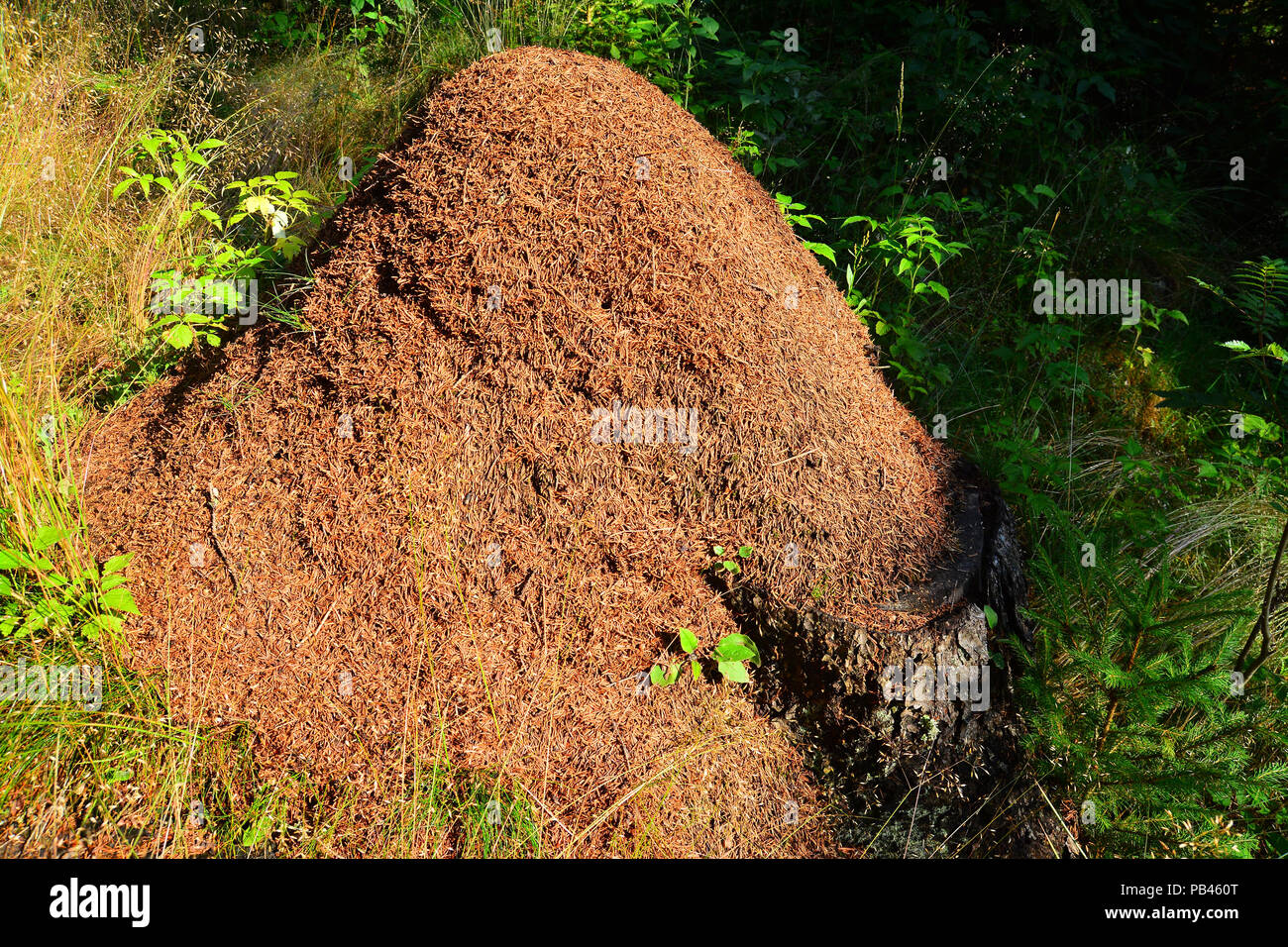 big anthill in the woods Stock Photo - Alamy
