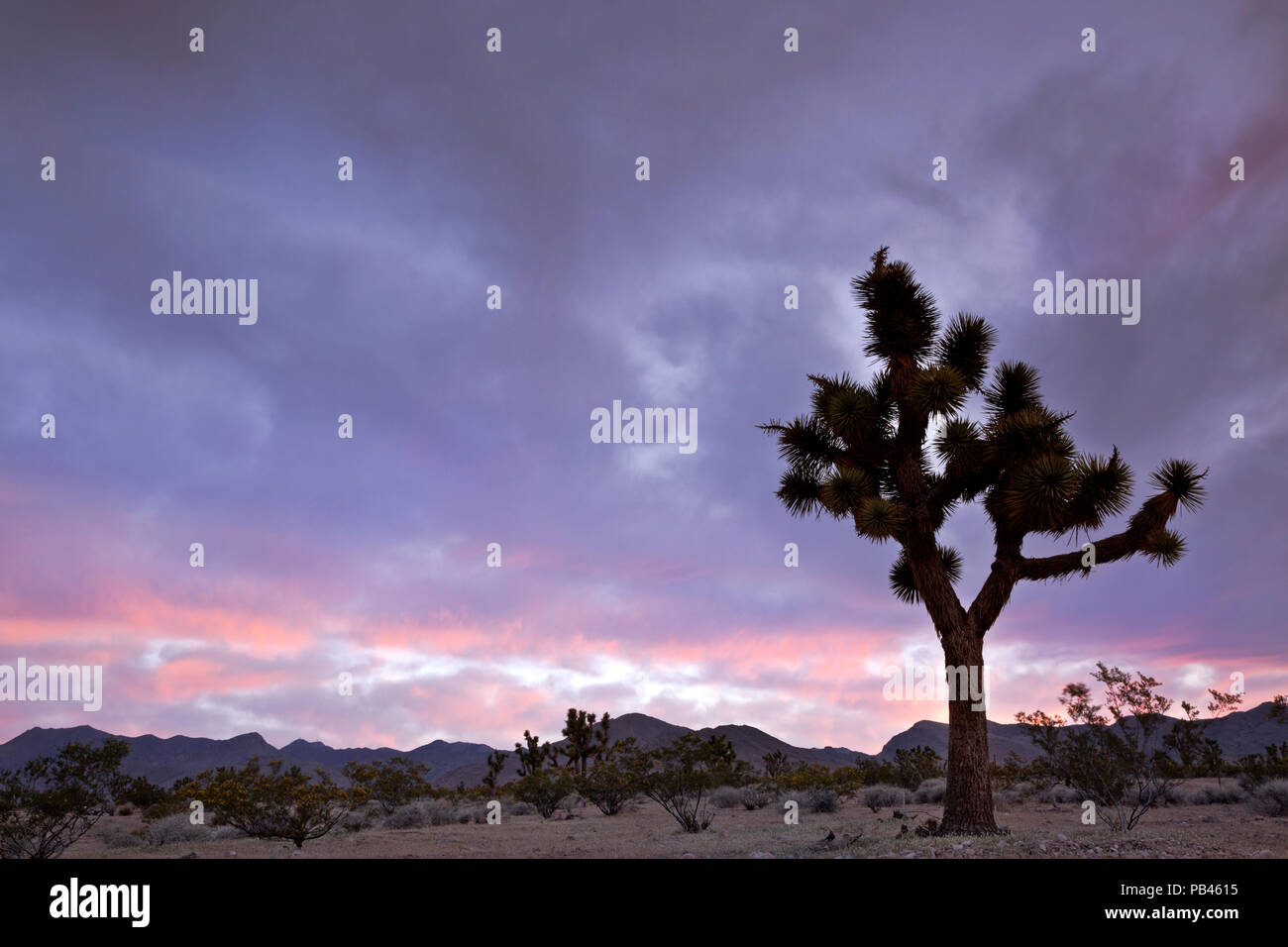 UT00470-00...UTAH - Dawn in an open forest of Joshua trees in the ...