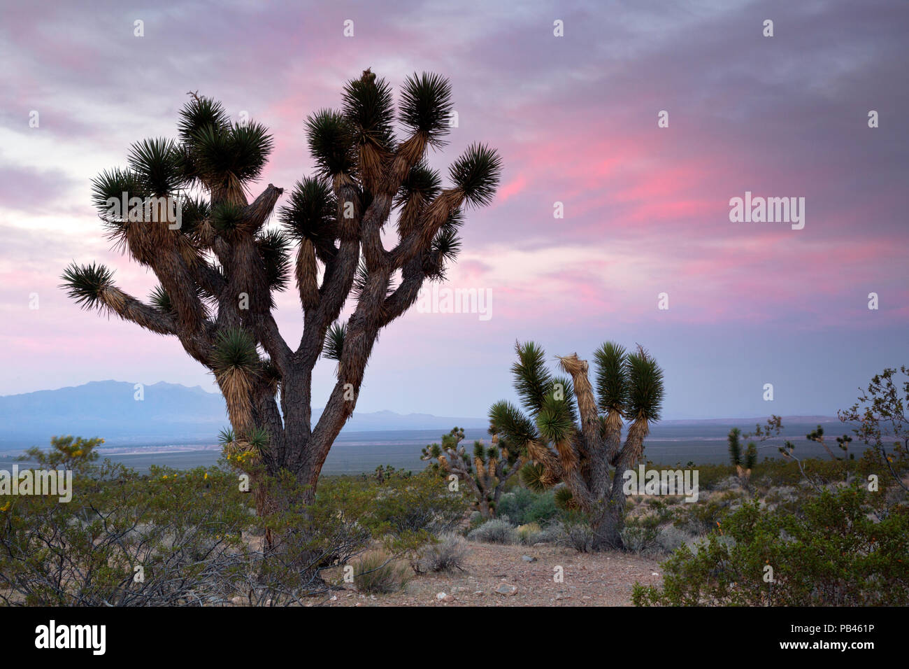 Jushua Tree Forest High Resolution Stock Photography and Images - Alamy