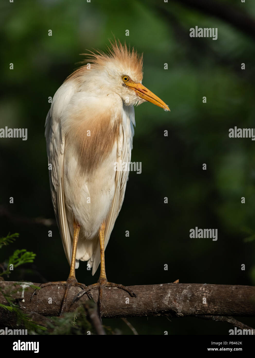 Cattle heron chick hi-res stock photography and images - Alamy
