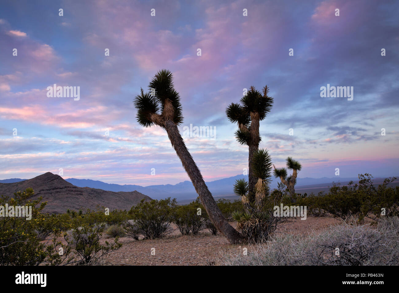 Jushua tree forest hi-res stock photography and images - Alamy