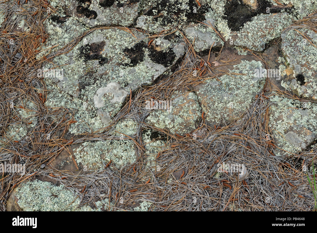 Weathered sandstone rocks at Rock House Cave- Turtle Rocks, Petit Jean ...