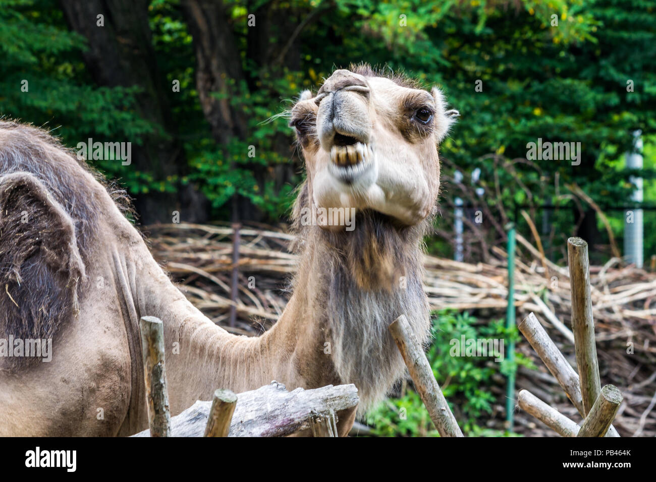 Close up of a camel's head Stock Photo - Alamy