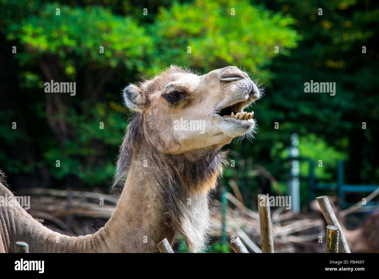 Camels head hi-res stock photography and images - Alamy
