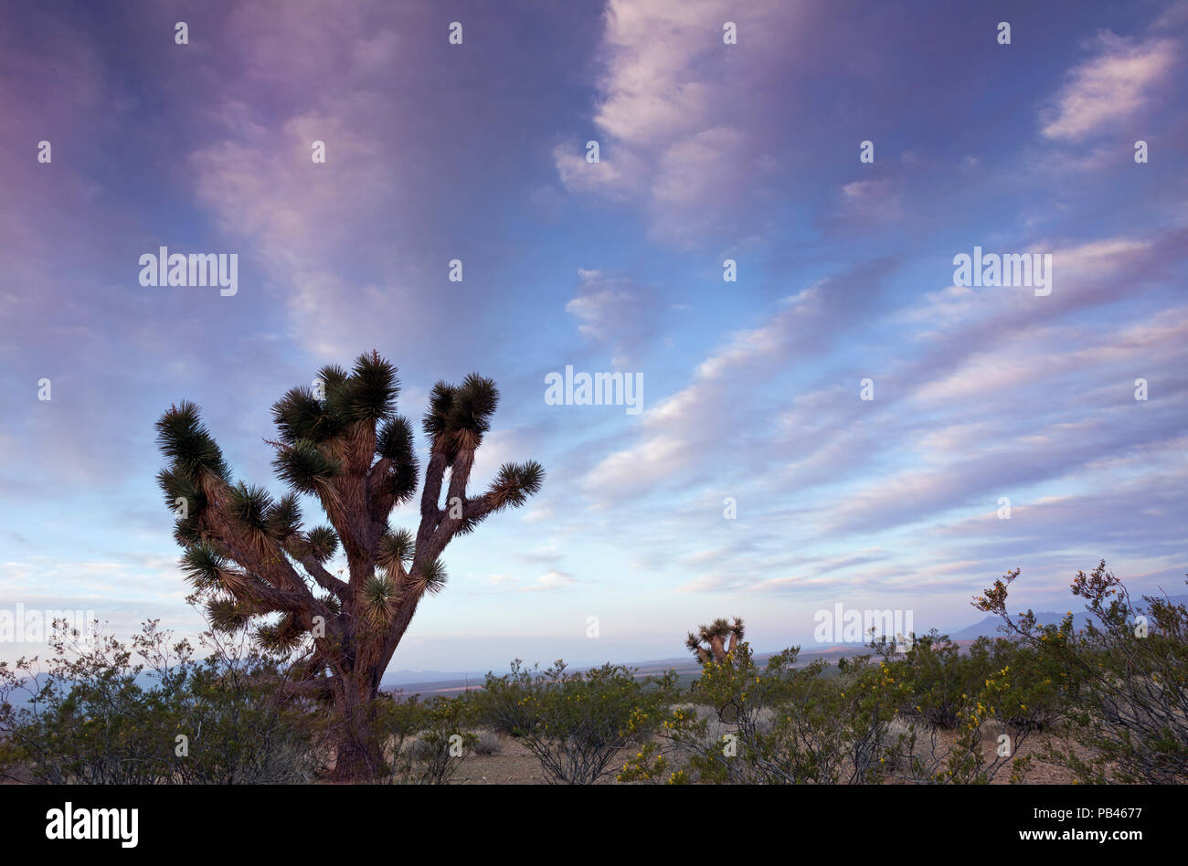 Jushua Tree Forest High Resolution Stock Photography and Images - Alamy