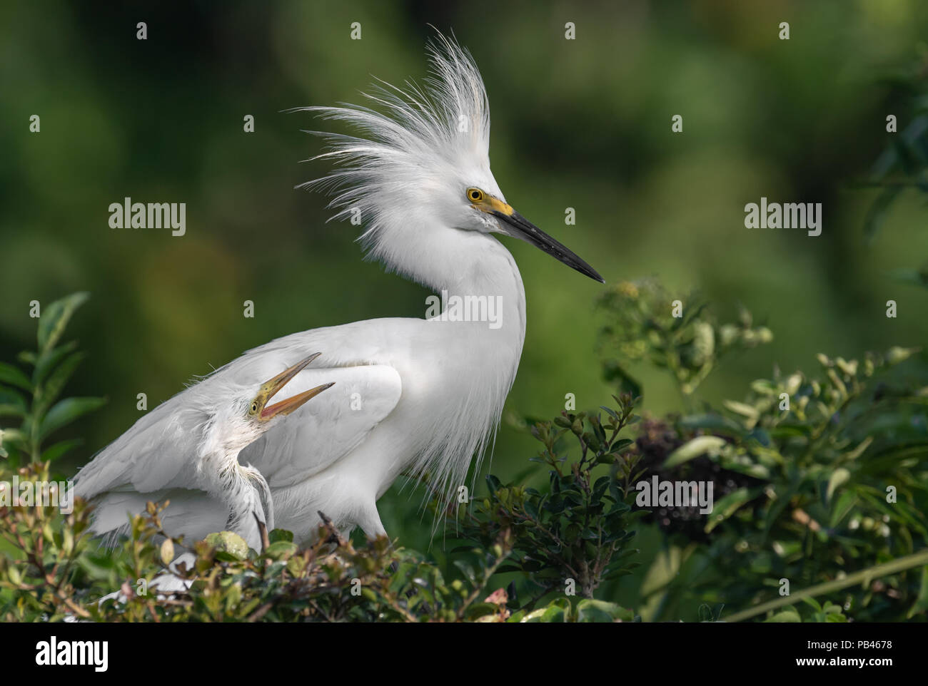 Reddish egret chick hi-res stock photography and images - Alamy