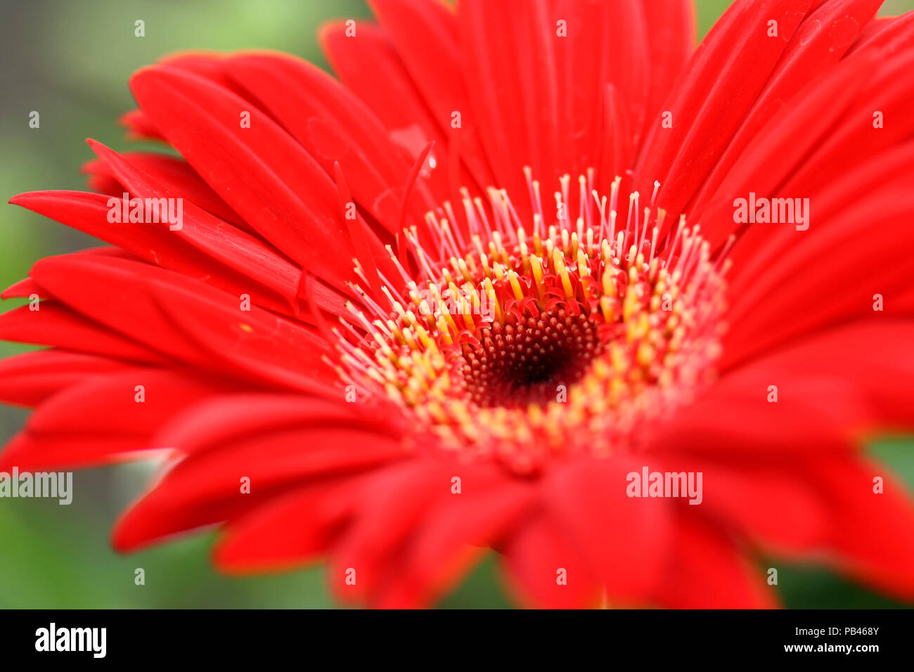 Red Gerbera flower Stock Photo - Alamy