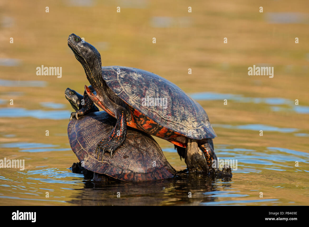northern red-bellied turtle or redbellied cooter, (Pseudemys ...