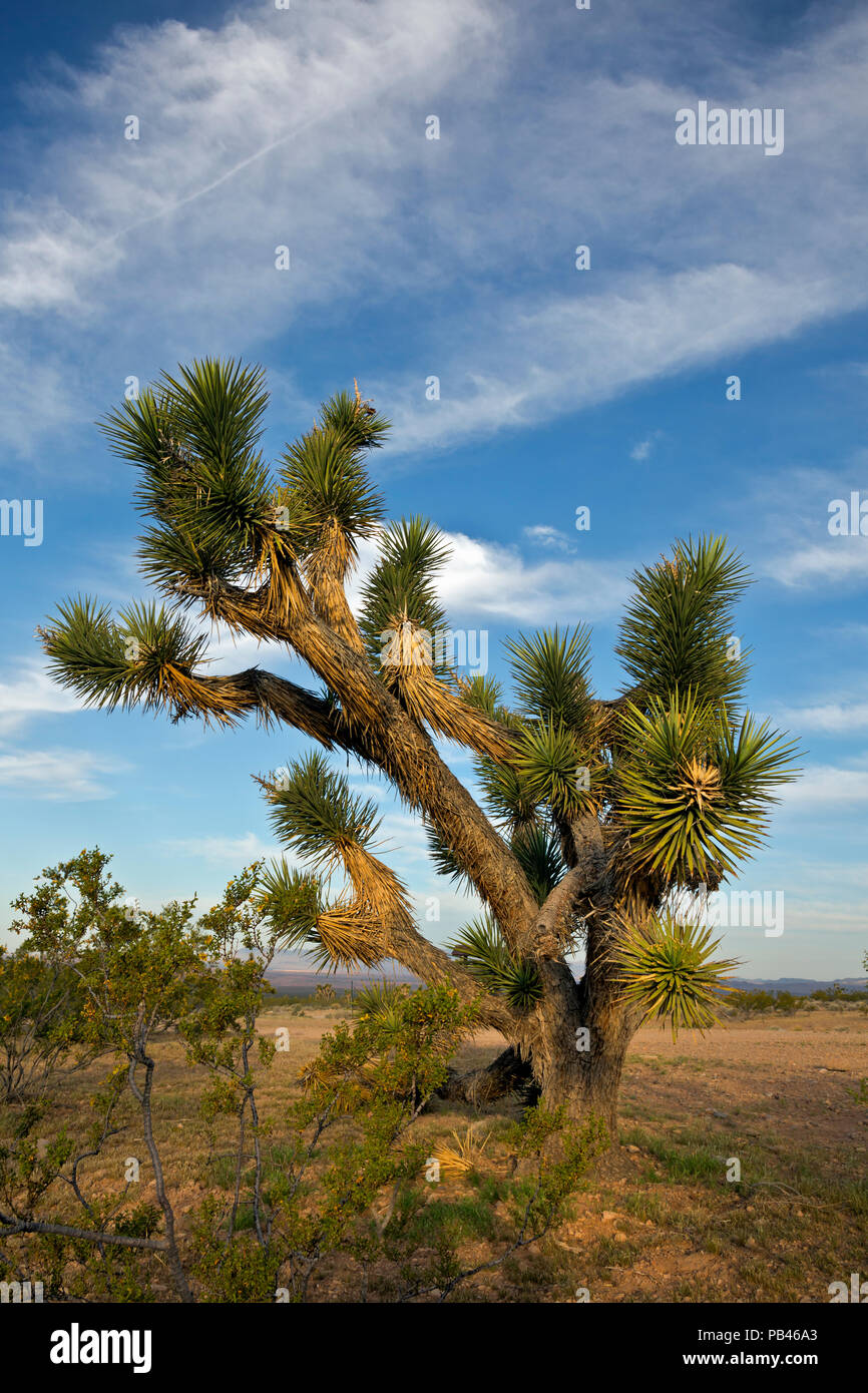 UT00484-00...UTAH - Early morning light on an elderly Joshua tree in ...