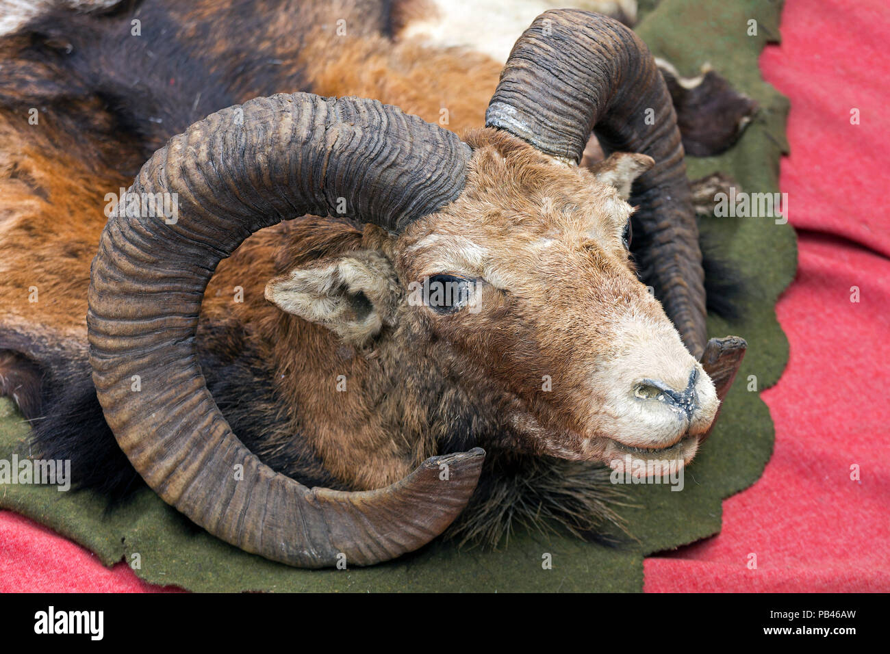 Ram mountain sheep head hunting trophy Stock Photo - Alamy
