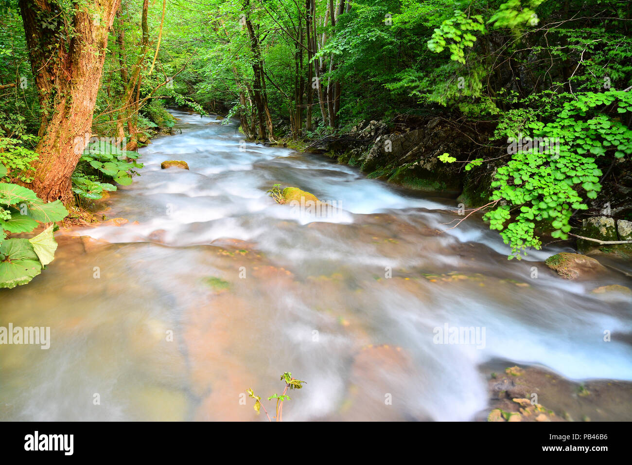 mountain river through the forest Stock Photo - Alamy