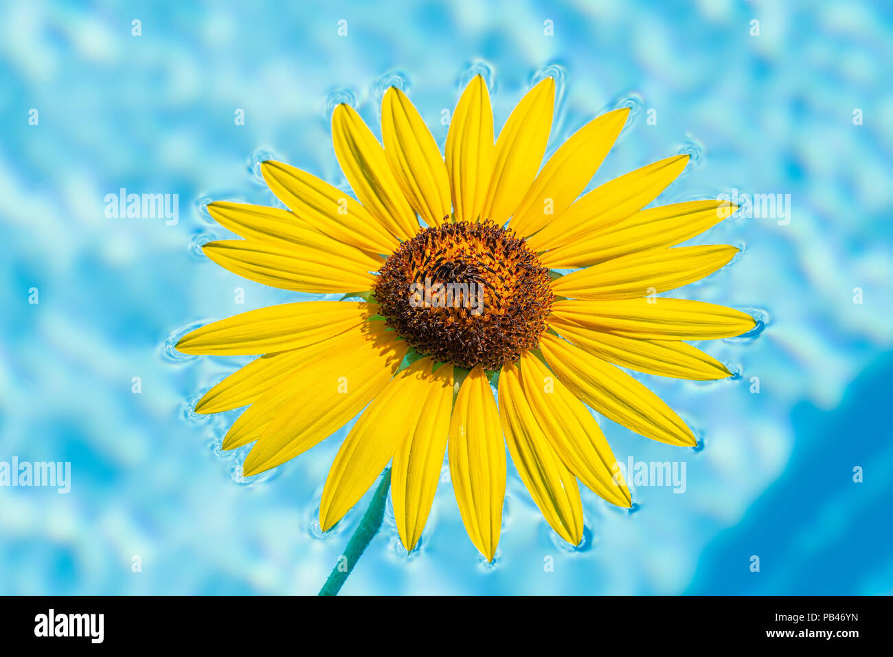 Yellow Sunflower swimming on water Stock Photo - Alamy