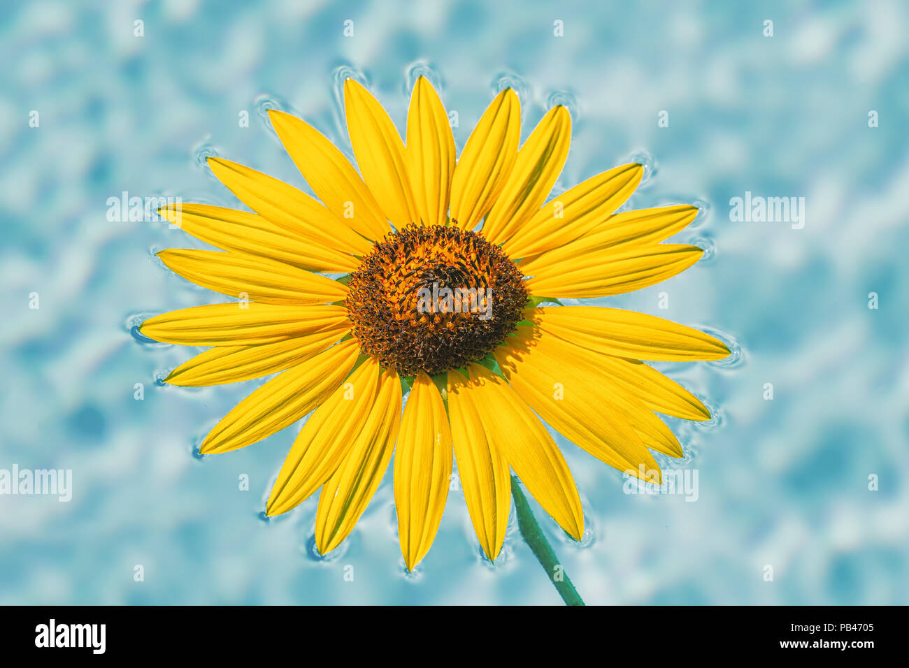 Yellow Sunflower swimming on water Stock Photo - Alamy
