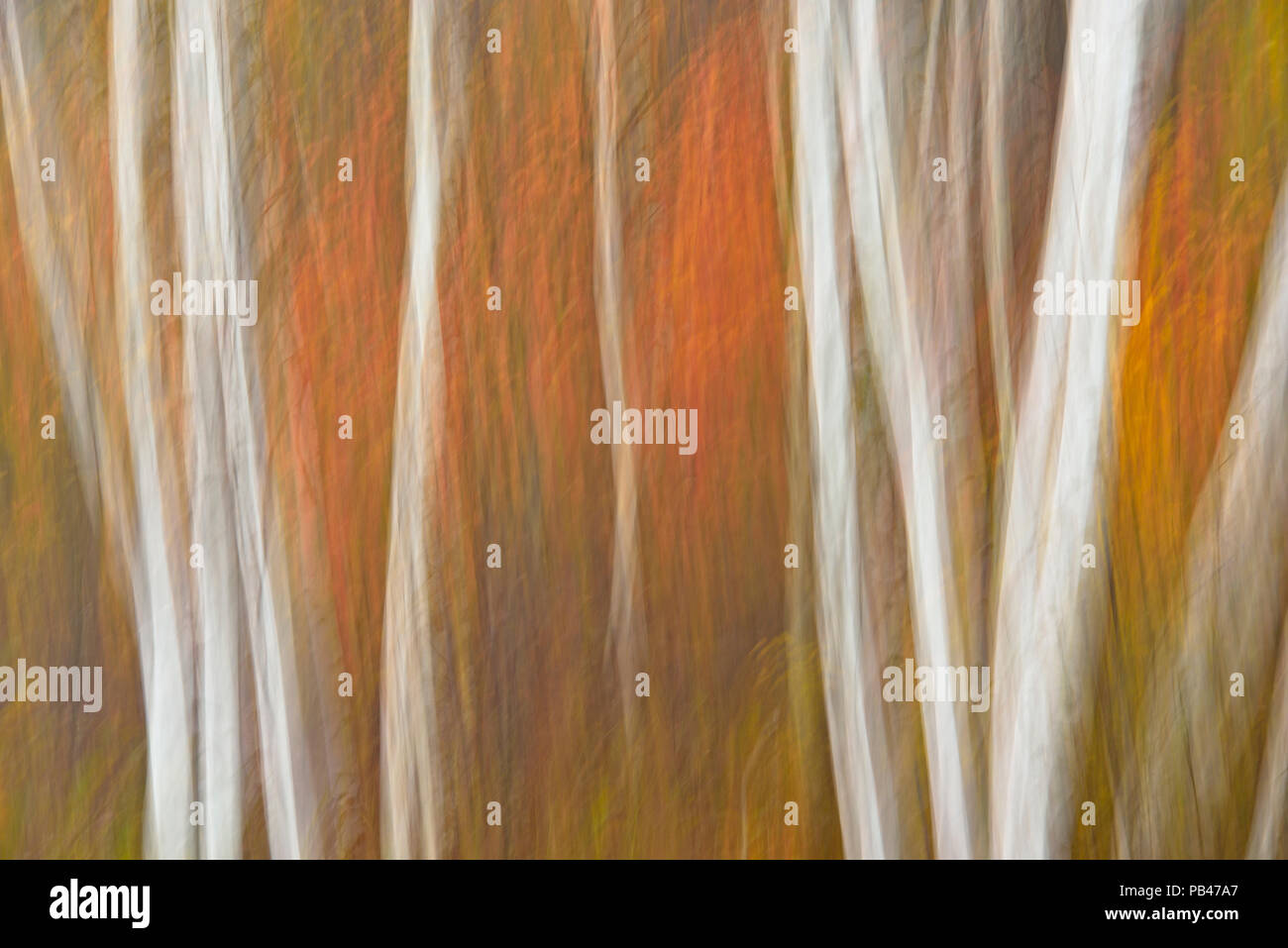 Multi stem hi-res stock photography and images - Alamy